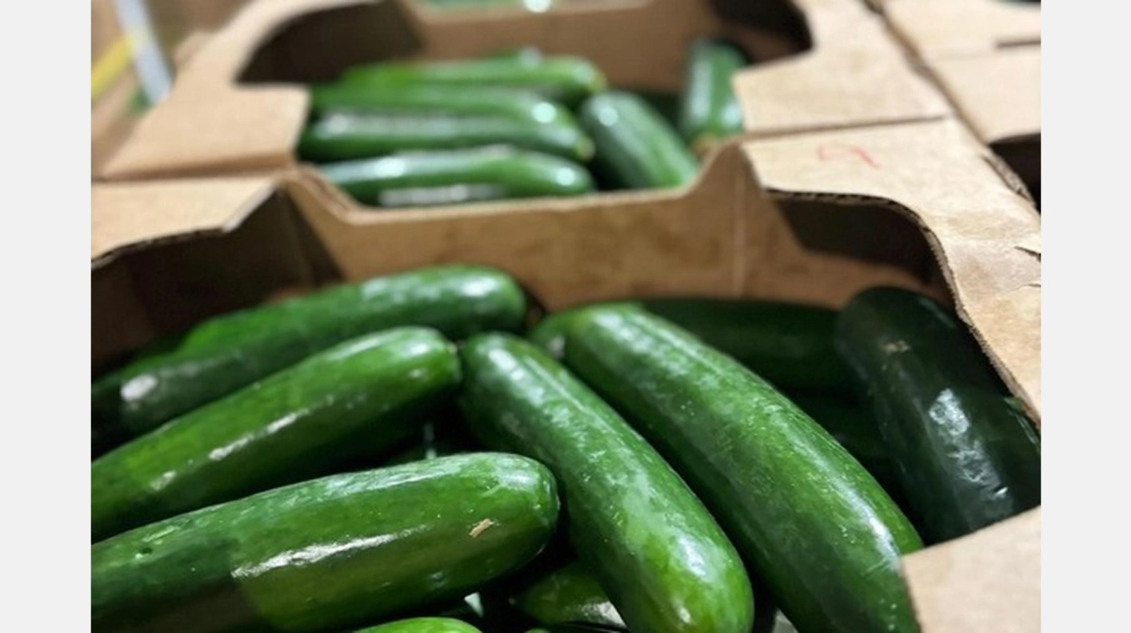 Why Are Veggies So Expensive? Consumers Feel The Squeeze As Cucumber ...